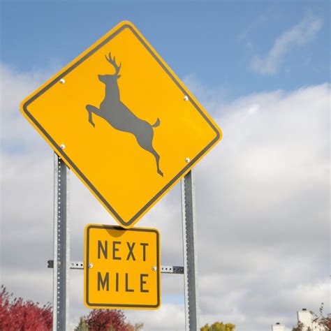 Avoid Collisions With Wildlife Safety Driven Tscbc