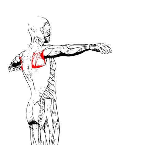 Anatomy Trigger Point Stock Photos Royalty Free Anatomy Trigger Point Images Depositphotos
