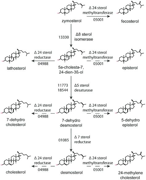 Potential Cross Talk Between The Three Major Pathways Of Sterol