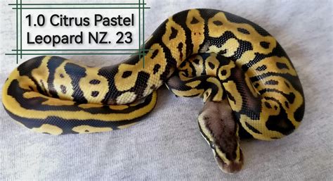 Citrus Pastel Leopard Nz23 Ball Python By Loreen Schmidtke Morphmarket