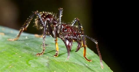 Why Is There No King Ant 5 Interesting Facts About Ant Colonies A Z