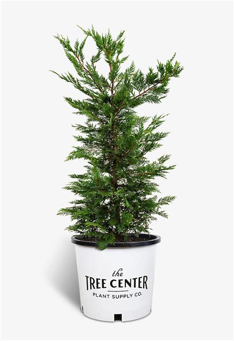 Leyland Cypress Trees For Sale Buy Leyland Cypress Online The Tree Center