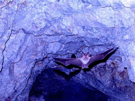 Stir Of Echoes Learning Echolocation Brain World