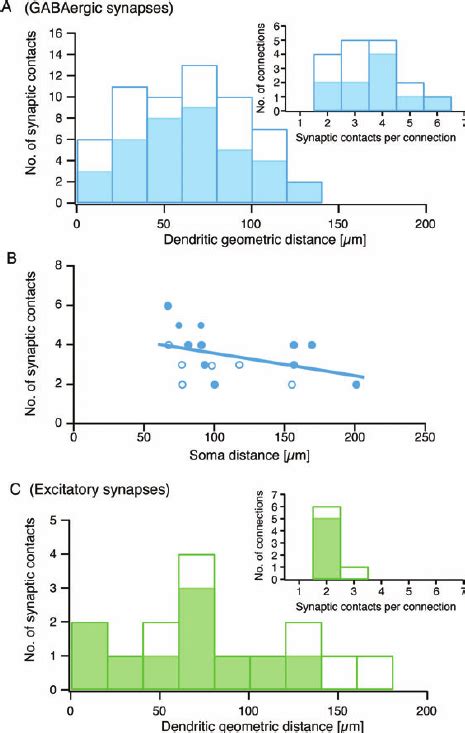 Synaptic Contacts Are Broadly Distributed Along The Postsynaptic