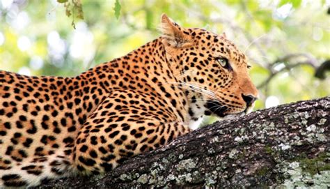 Creating An Agile Organization Tessere