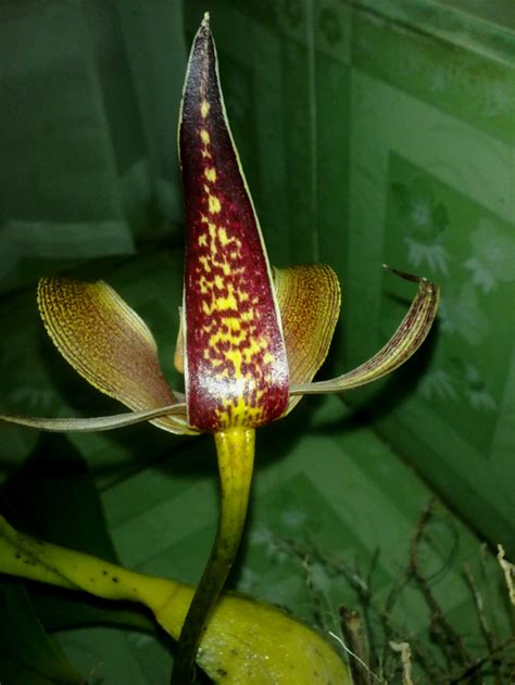 Wild Orchids In Sumatra Bulbophyllum Polystictum Ridl 1909