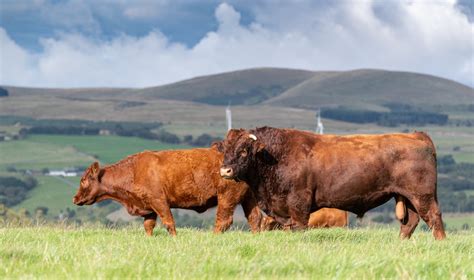 Pure Luings Quality Livestock For The Future Luing Cattle Society