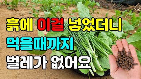이걸 뿌리고 파종을하면 벌레없이 채소 먹을수 있어요 벌레없는 친환경 채소 키우기 Artofit