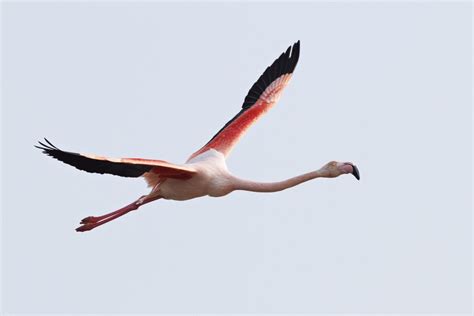 Can Flamingos Fly All You Need To Know