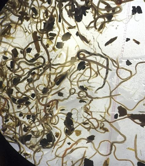 Potential New Threat In Sheep Worms Premium