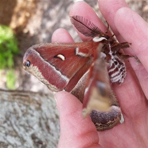 Ceanothus Silkmoth Hyalophora Euryalus Boisduval 1855 Butterflies