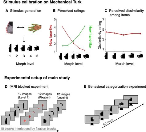 Figure 1 From Modeling Neural Tuning In Human Ventral Temporal Cortex
