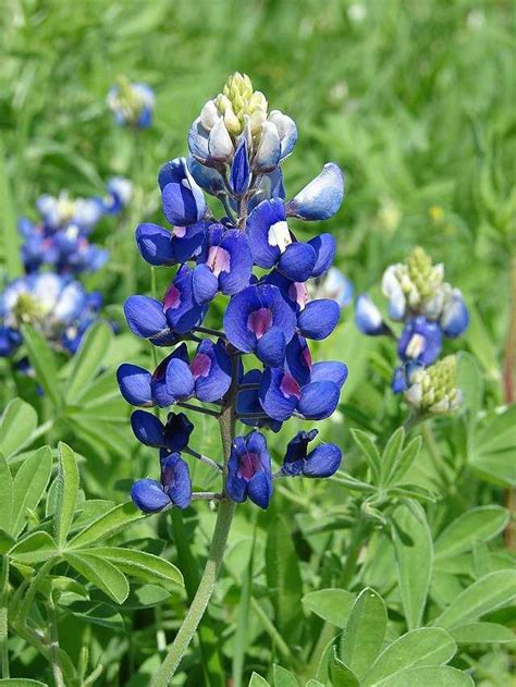 Bluebonnet (plant) - Wikiwand