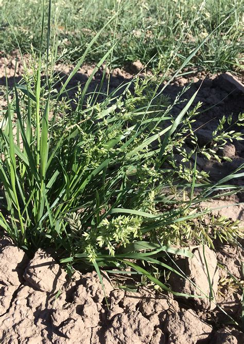 Red Lovegrass Native American Seed