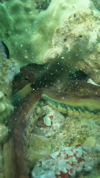 Octopus Attacks Gopro Octopus Ocean Diving Gopro Freedive
