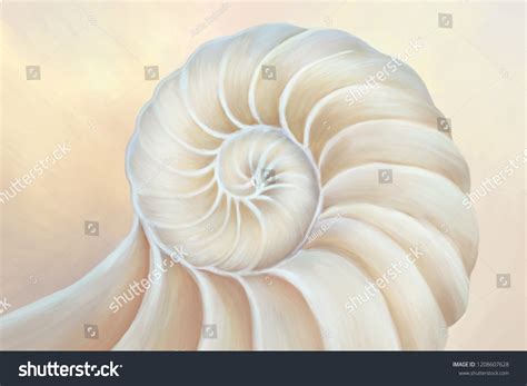 Nautilus Shell Cross Section Spiral Fibonacci Stock Illustration