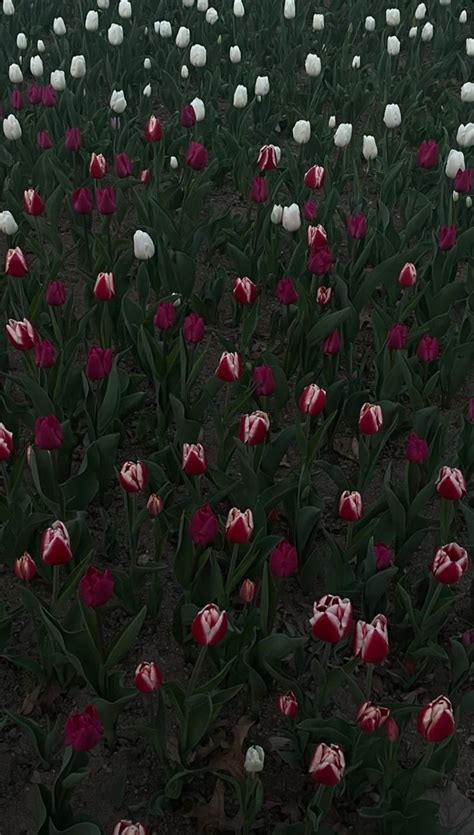 Dark Tulips Wallpaper For A Stunning Home Decor