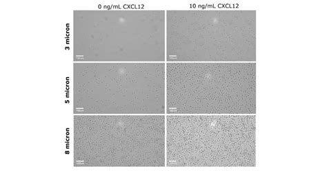 T Cell Migration Assays Using Millicell ® Cell Culture Inserts Catherine Salgues