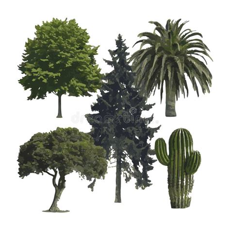 Seasonal Tree Variations Vector Nature S Diversity In Growth And