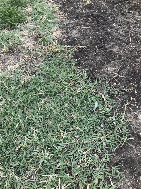 Can Anyone Help Me Identify This Type Of Grass Victoria Australia