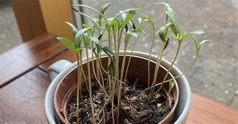 cosmos album on imgur