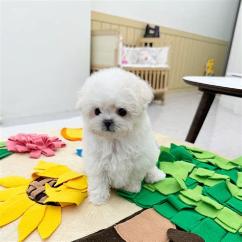 비숑프리제 빵순이 분양중인 비숑프리제 아가몽