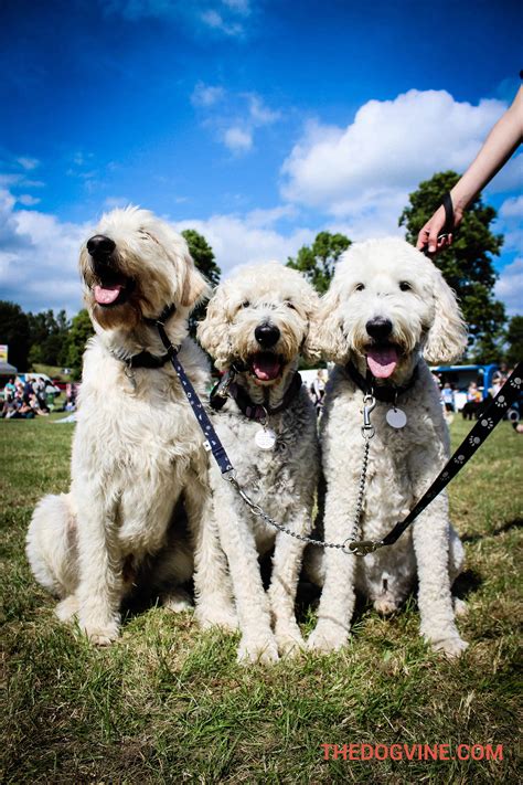 Dogs Have Their Day At DogFest 2015