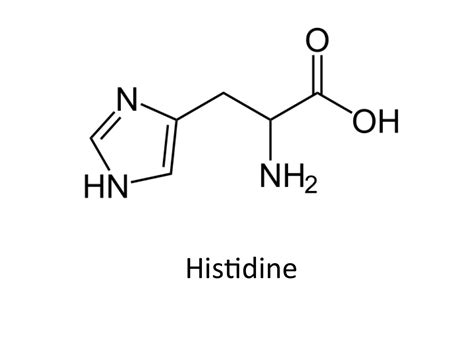 Option B Biochemistry