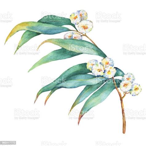 유 칼 리 나무 Melliodora 꽃의 식물로 알려진 노란색 상자 껌 수채화 손으로 그린 그림 흰색 배경에 고립 된 그림 꽃 식물에 대한 스톡 벡터 아트 및 기타 이미지