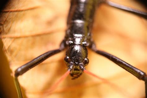 Ututo 昆虫 自然 Pixabay上的免费照片 Pixabay