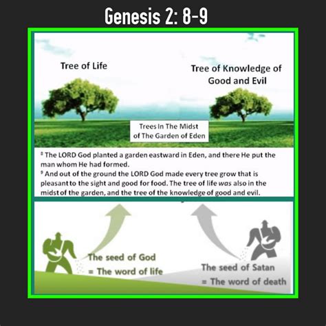 Tree Of Knowledge Of Good And Evil