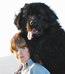 Quest Ce Quun Chien De Race Terre Neuve