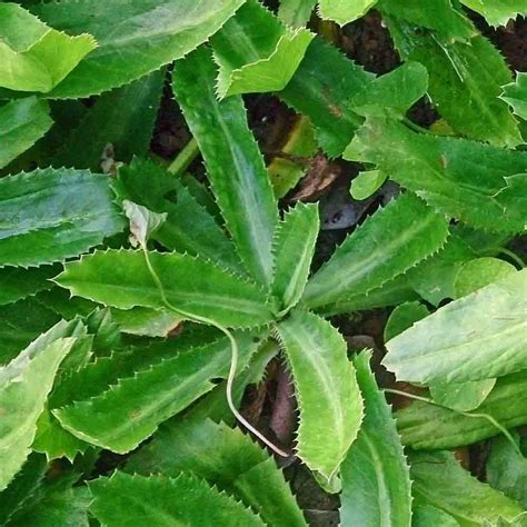 Growing The Culantro Plant General Planting Growing Tips Artofit