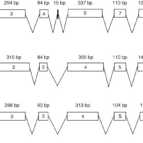 Schematic Diagrams Showing The Relative Organization And Intron Exon Download High Quality