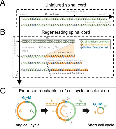 Figures And Data In Spatiotemporal Control Of Cell Cycle Acceleration During Axolotl Spinal Cord