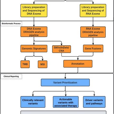 Schematic Workflow From Sample To Clinical Report Download Scientific Diagram