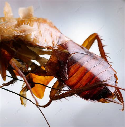 Cockroach Close Up Cockroach Dirty Close Photo Background And Picture