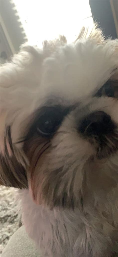some old pics : r/Shihtzu
