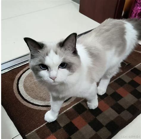 【在linux世界中追寻伟大的one Piece】五种io模型和阻塞io 【在linux世界中追寻伟大的one Piece】五种io模型和阻塞io