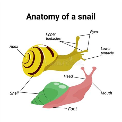 Anatomy Of A Snail Handdrawn Illustration Of Two Achatina Or Garden Snails Vector Design Of