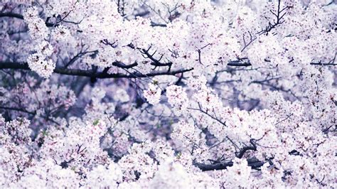 Cherry Blossoms 3 Wallpaper Flower Wallpapers 20748