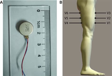 A Vibrator And B Placement Of Vibrators V V On The Thigh Download Scientific Diagram