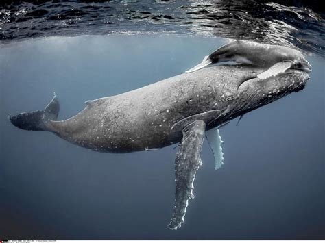 Baleine à Bosse Biographie Et Actualités