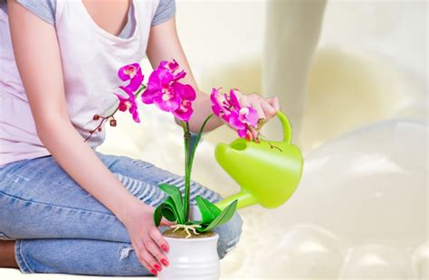 ორქიდეა რძით გამოკვებეთ და მთელი წელი დაუღალავად იყვავილებს