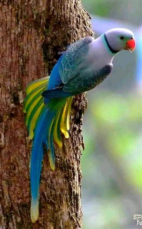 Indian Ringneck Parrot Mutations Artofit