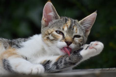 Discovering Dilute Calico Cats Unique Feline Traits And Care The