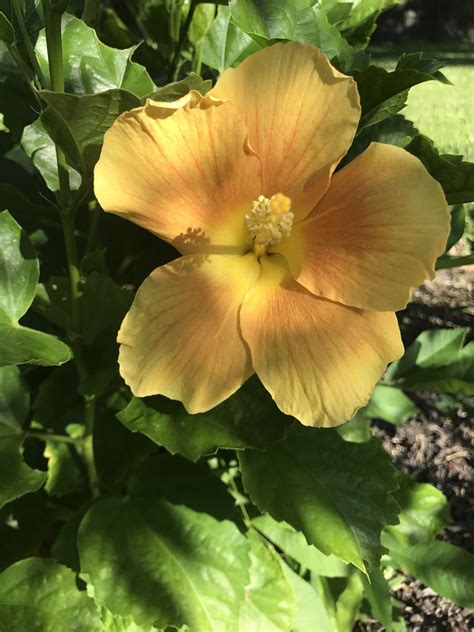 Yellow Hibiscus Beautiful Flower For Your Garden