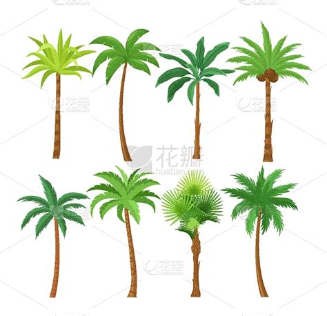 热带气候 绘画插图 卡通 枝 叶子 矢量 棕榈树 绿色 海滩 打包素材 花瓣网