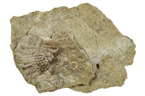 Two Fossil Crinoids Dichocrinus And Eretmocrinus Gilmore City Iowa 327294 For Sale