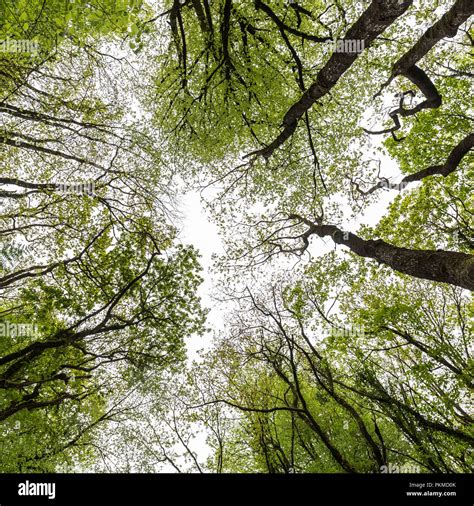 Abstract Woodland Tree Canopy Stock Photo Alamy